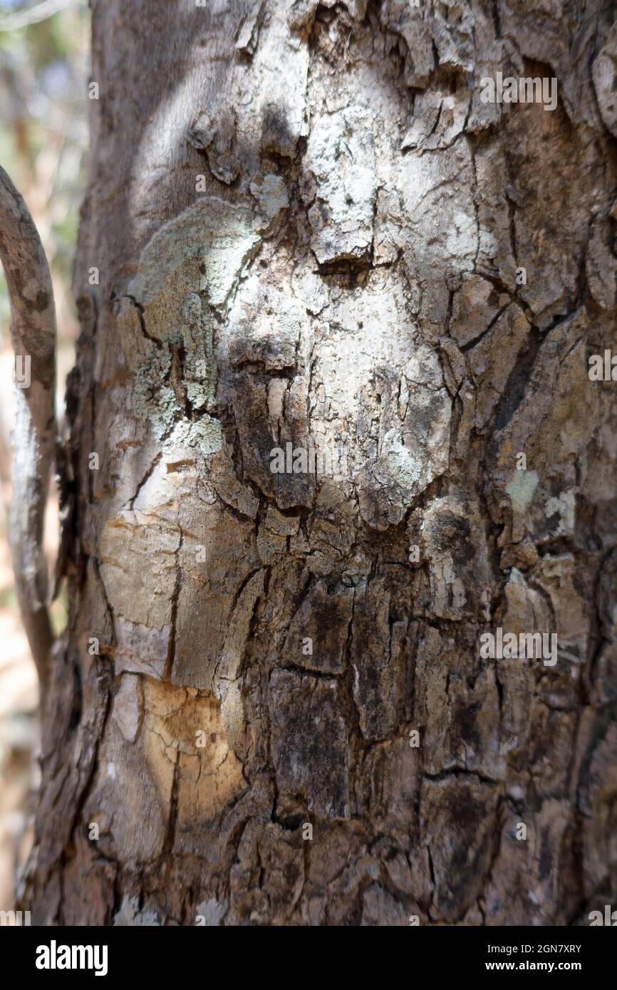 Bark of tree in dry rainforest in Queensland Stock Photo - Alamy