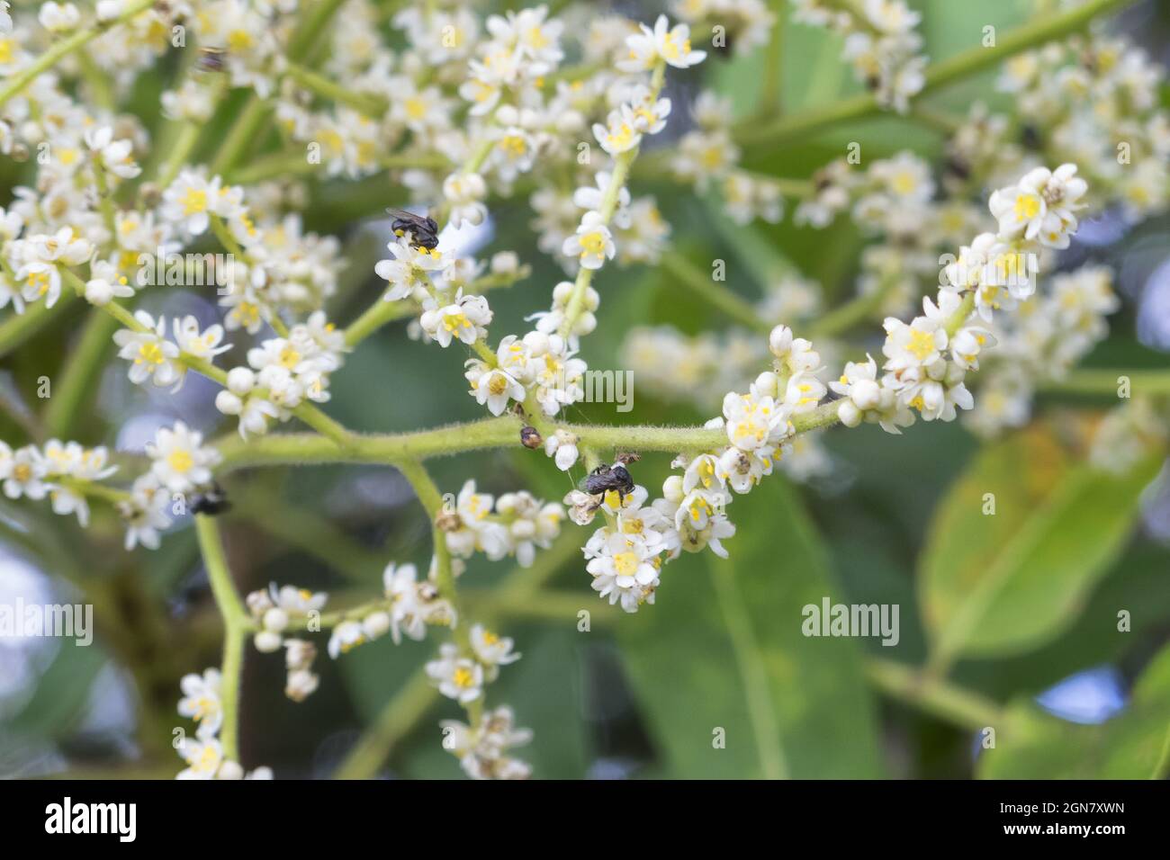 Australian stingless bee hi-res stock photography and images - Alamy
