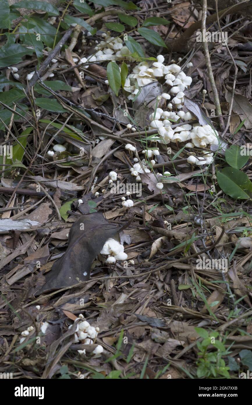 Small white fungi on forest floor near Kuranda Stock Photo - Alamy