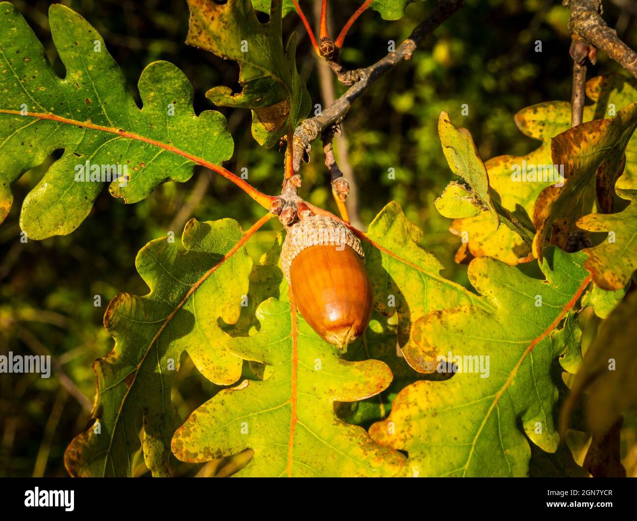 Closeup oak fruit and leaves on a forest background. Autumn time Stock ...