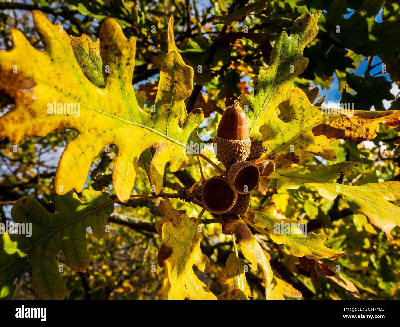 Brown acorns on an oak tree branch in a forest.Seasons, Autumn time ...