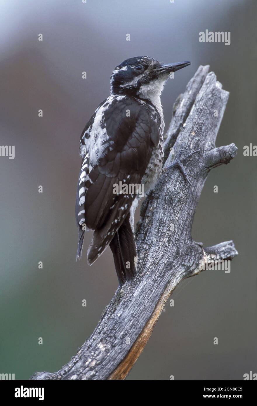 American three toed woodpecker picoides dorsalis hi-res stock ...