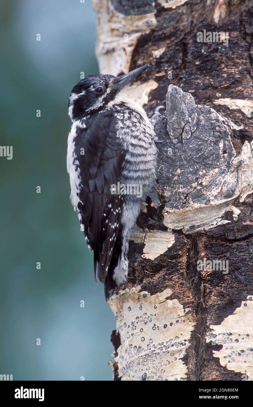American three toed woodpecker picoides dorsalis hi-res stock ...