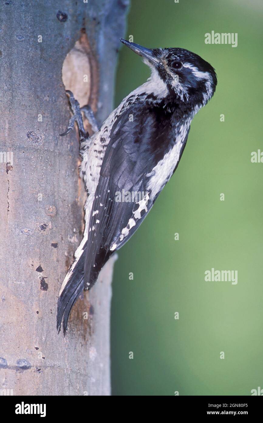 American Three-toed Woodpecker - Picoides dorsalis Stock Photo - Alamy
