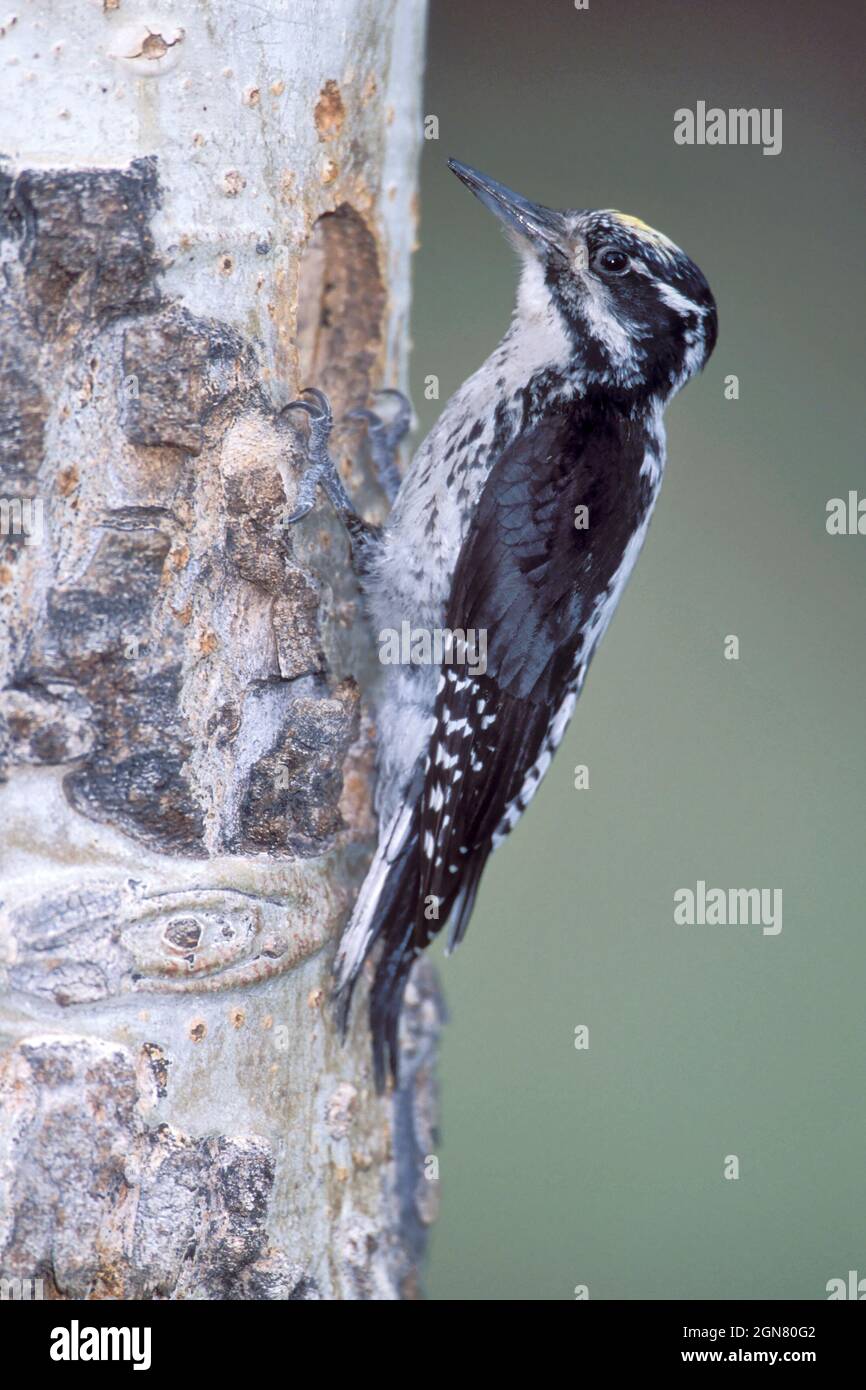American Three-toed Woodpecker - Picoides dorsalis Stock Photo - Alamy