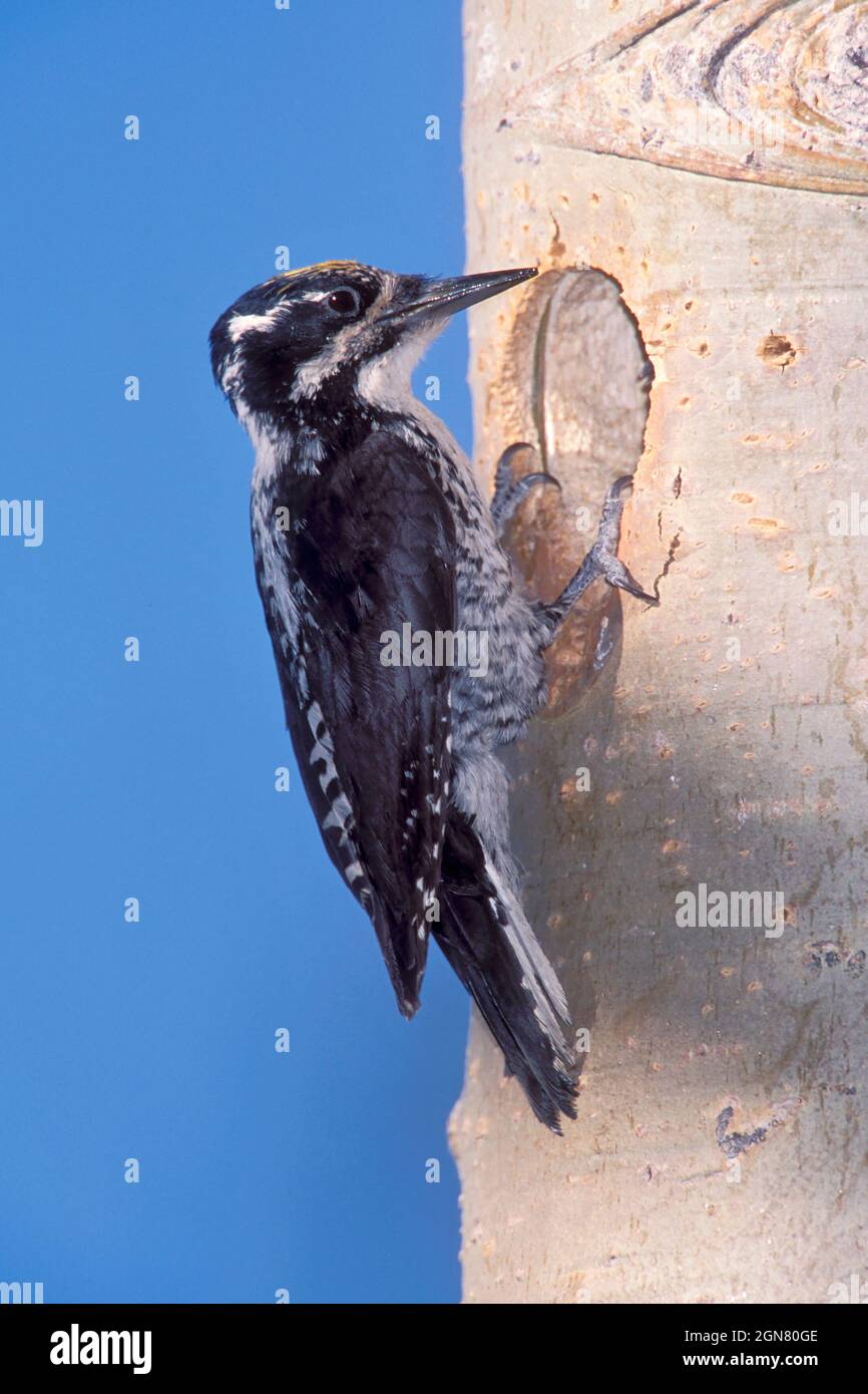 American Three-toed Woodpecker - Picoides dorsalis Stock Photo - Alamy