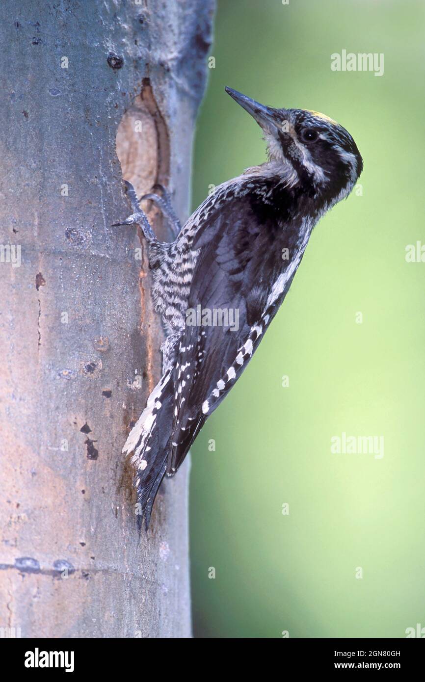 American Three-toed Woodpecker - Picoides dorsalis Stock Photo - Alamy