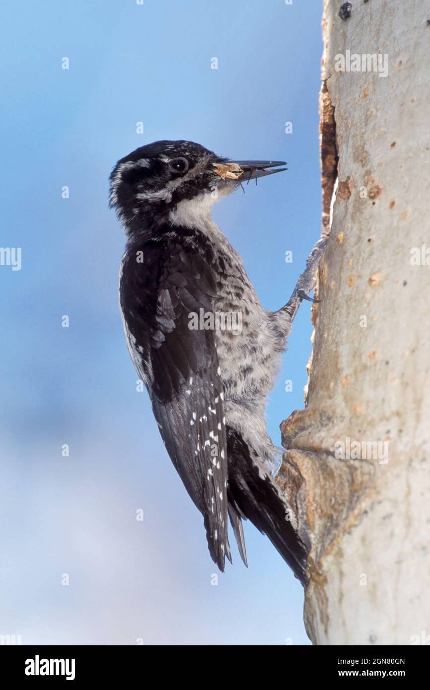 American Three-toed Woodpecker - Picoides dorsalis Stock Photo - Alamy