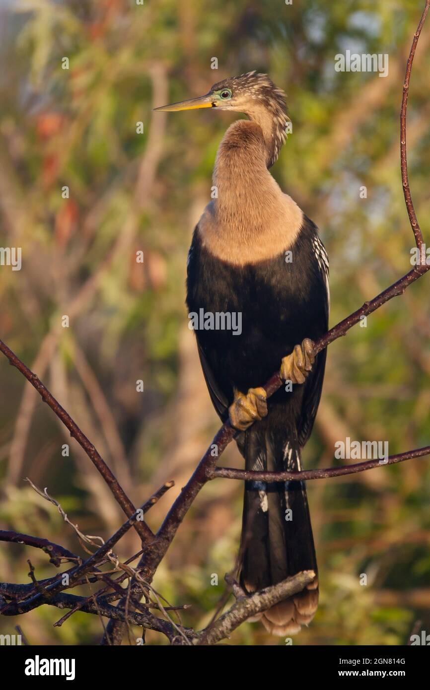 American female anhinga hi-res stock photography and images - Alamy