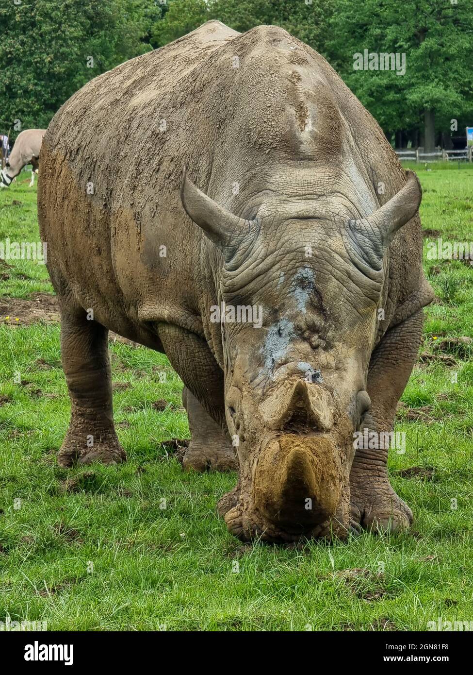 White Rhino looking directly at the Camera Stock Photo - Alamy