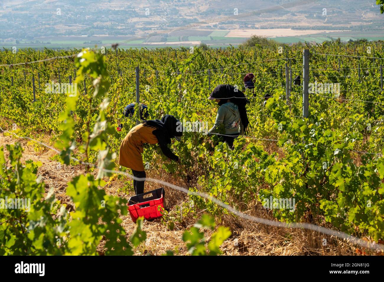 Grape Harvest, or 'Vendanges' taking place in the Kefraya winery, in ...