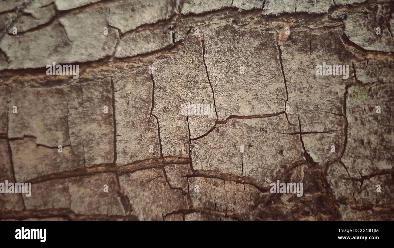 Tree Wood Texture for background Stock Photo - Alamy