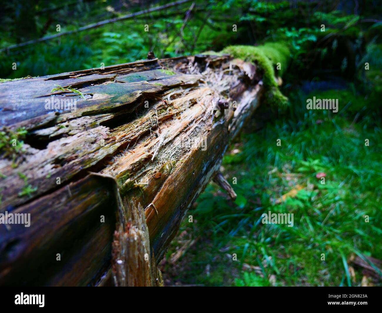 Big old log lying down hi-res stock photography and images - Alamy
