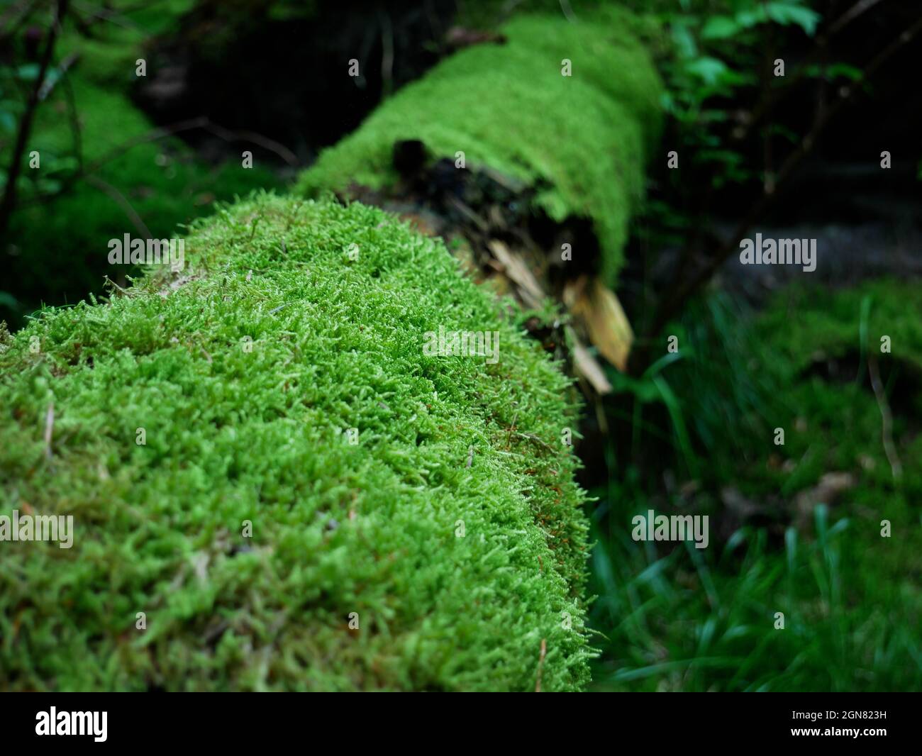 Big old log lying down hi-res stock photography and images - Alamy