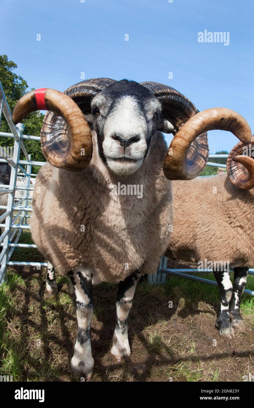 Blackface ram in sheep pens at upland show, Falstone Border Shepherd ...