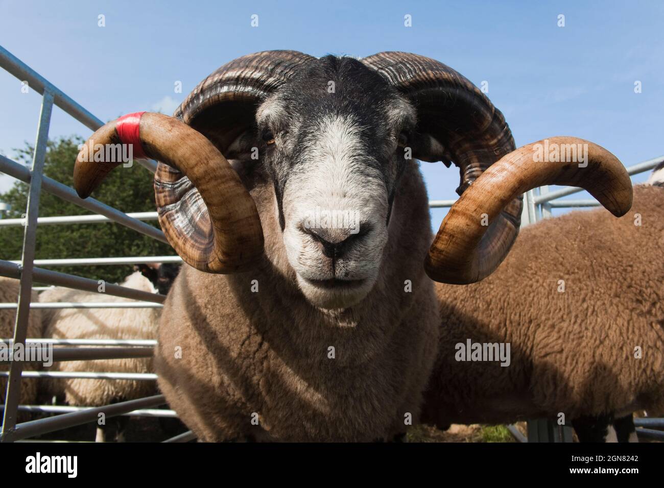 Blackface ram in sheep pens hi-res stock photography and images - Alamy