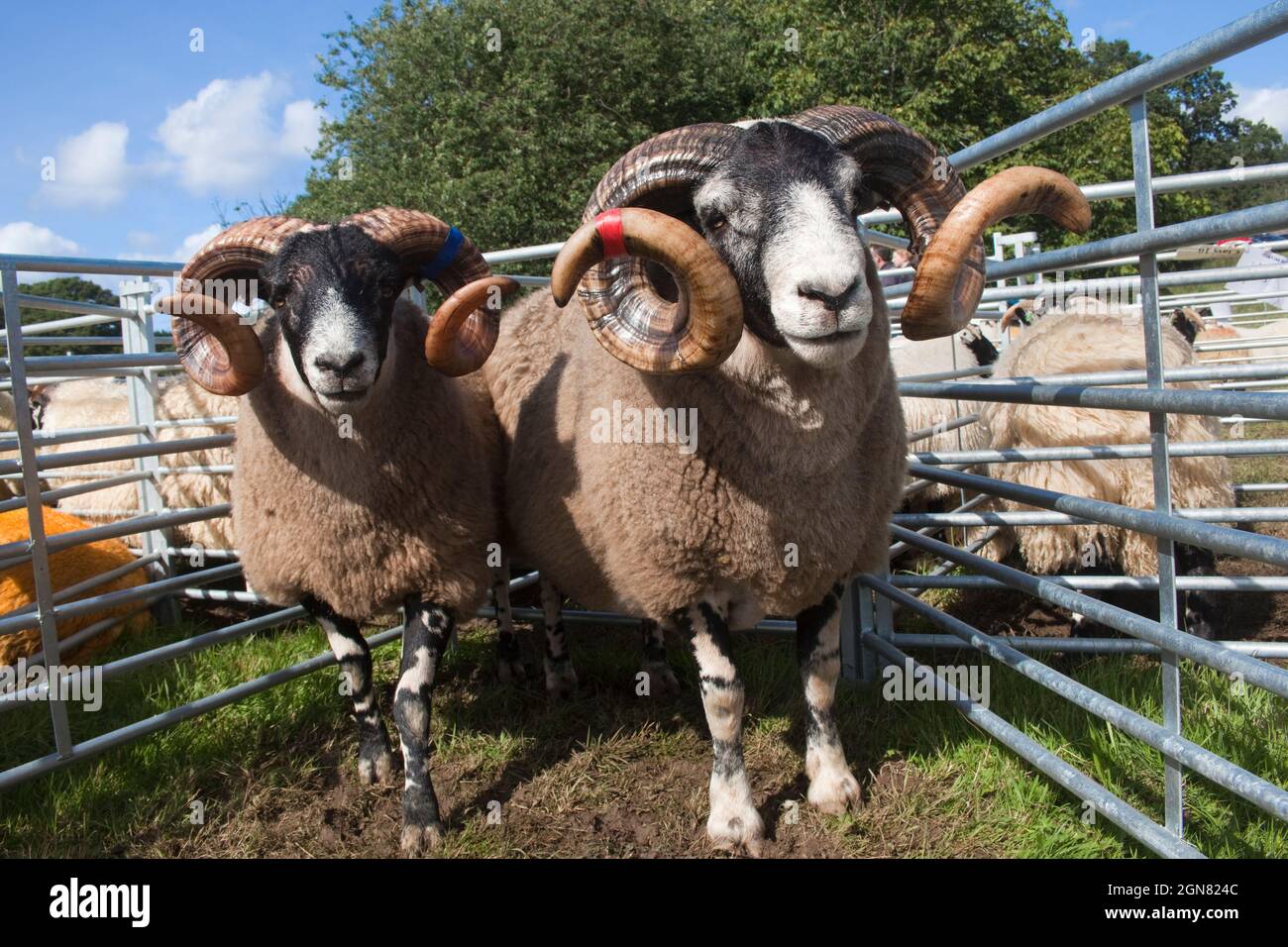 Blackface rams in sheep pens at upland show, Falstone Border Shepherd ...