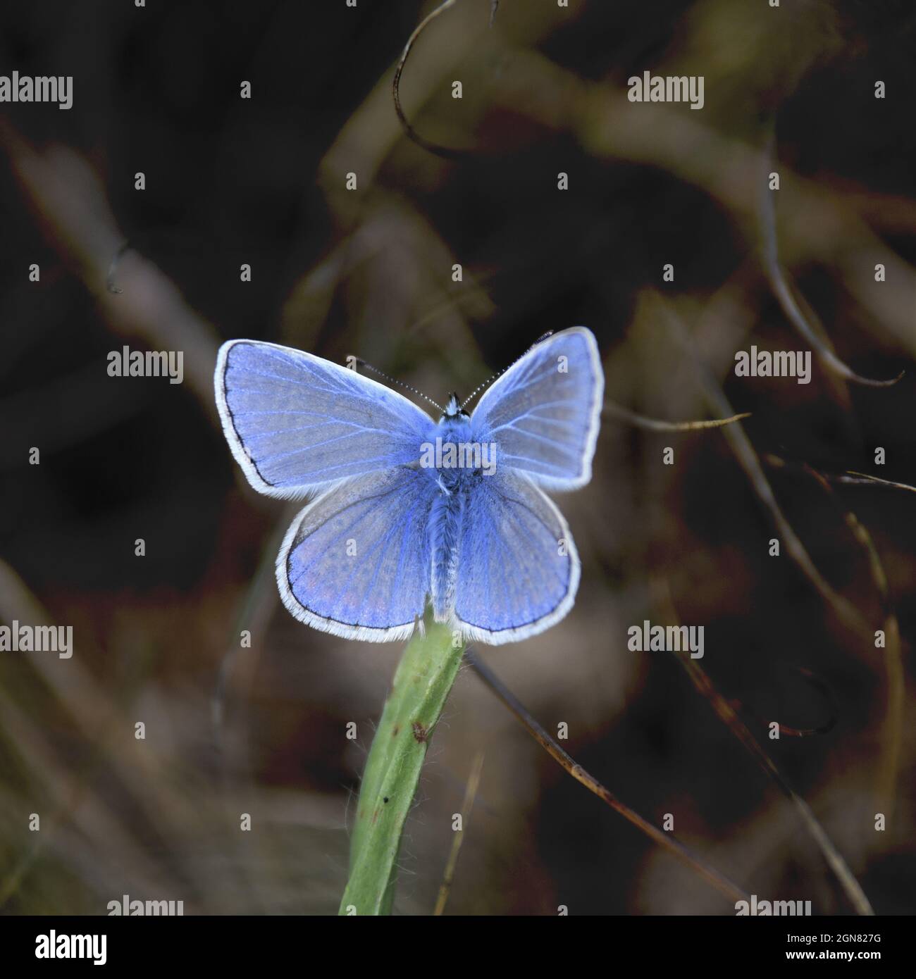 Common blue Butterfly Stock Photo - Alamy