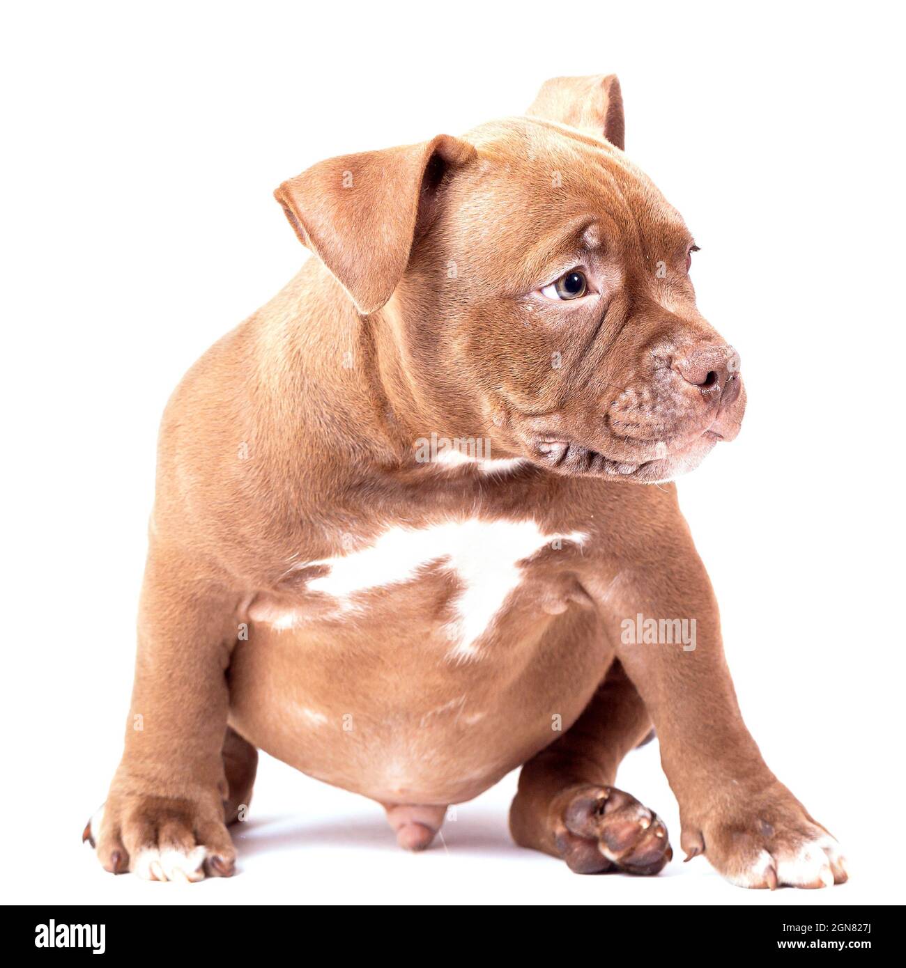 A brown American bully puppy sits quietly and looks away. Isolated on a ...