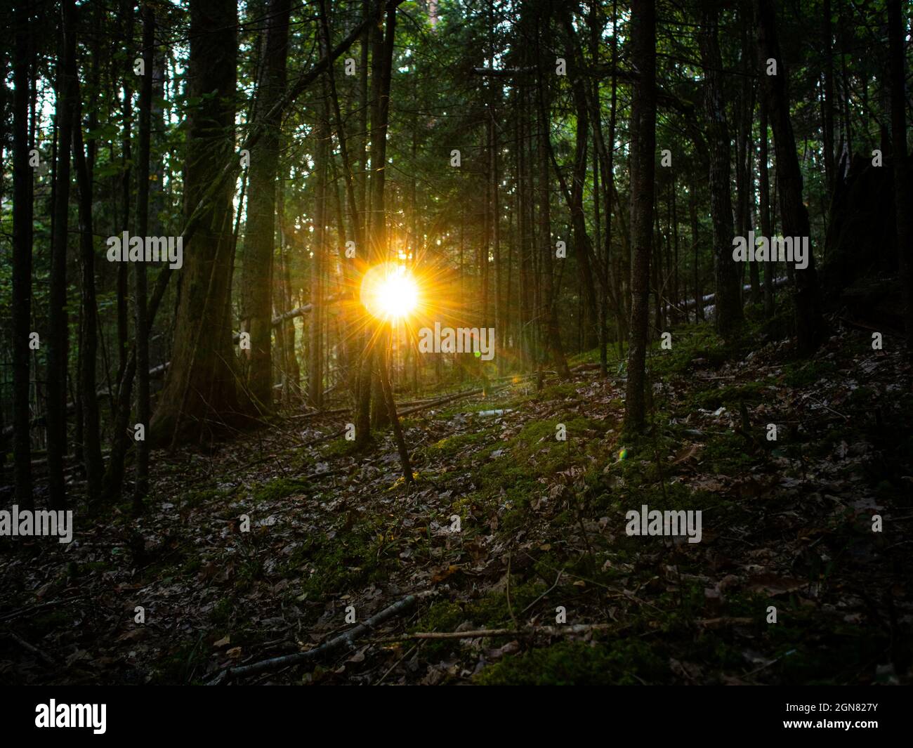 Light throught trees hi-res stock photography and images - Alamy