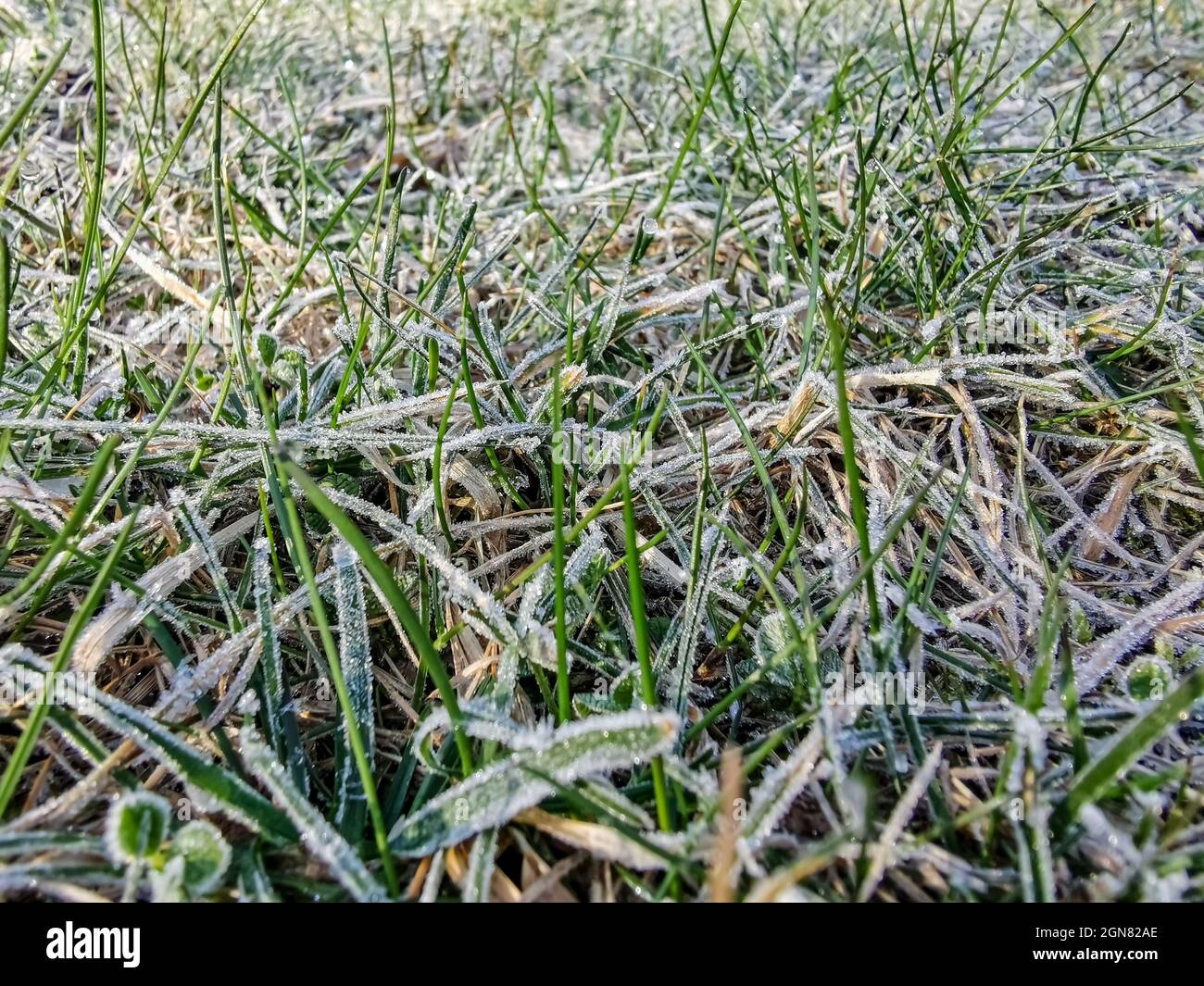 grass covered with frost close-up top view Stock Photo - Alamy