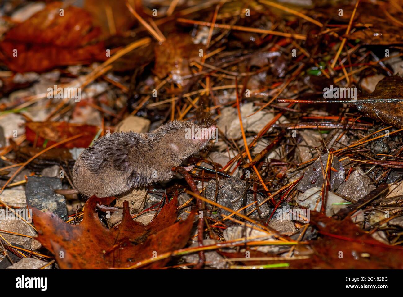 Small mammal mammals hi-res stock photography and images - Alamy