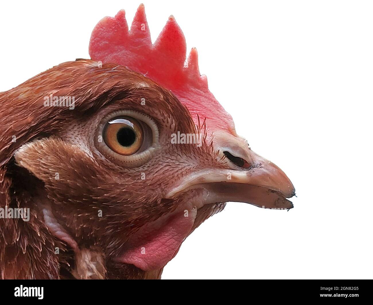 Brown chicken side view head hi-res stock photography and images - Alamy