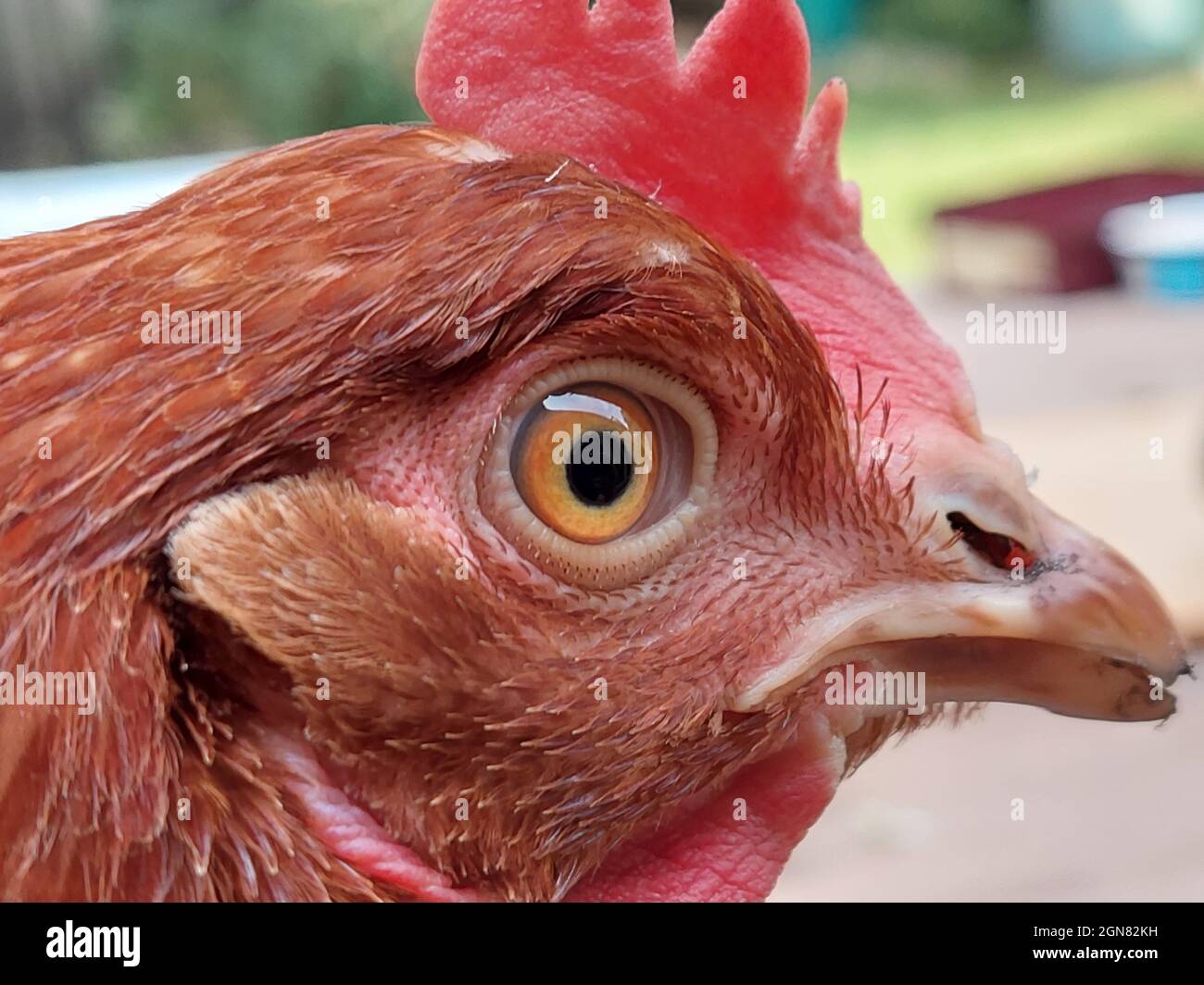 Brown chicken side view head hi-res stock photography and images - Alamy