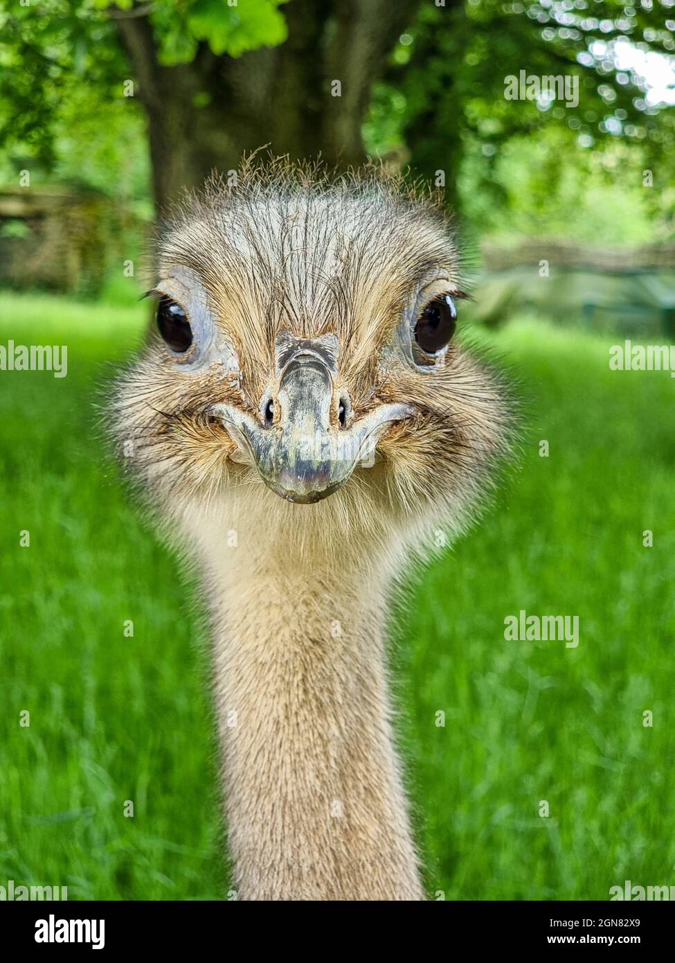 A closeup picture of an Emu Stock Photo - Alamy