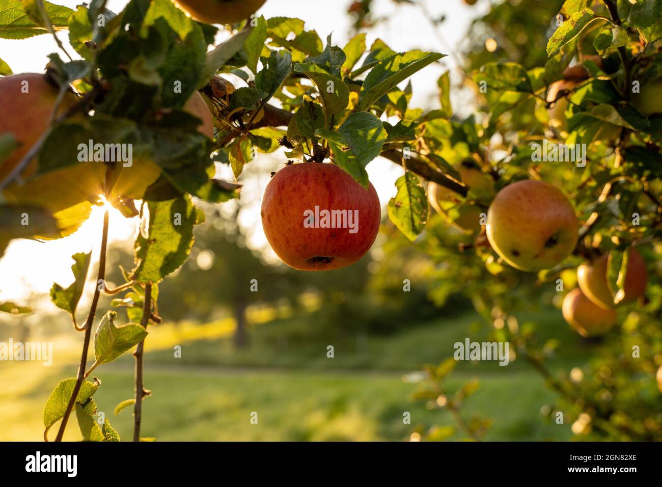 Apples on the tree with sun in orchard Stock Photo - Alamy