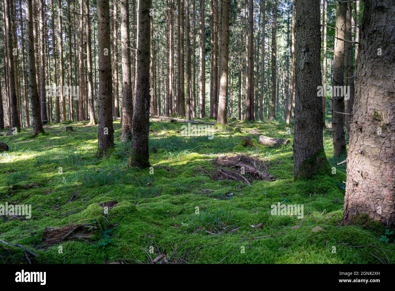 Enchanted forest fairies hi-res stock photography and images - Alamy