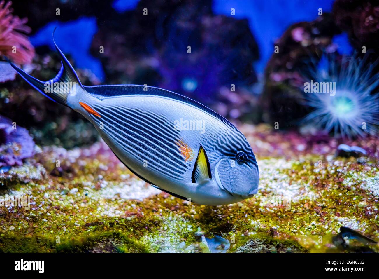Arabian surgeonfish hi-res stock photography and images - Alamy