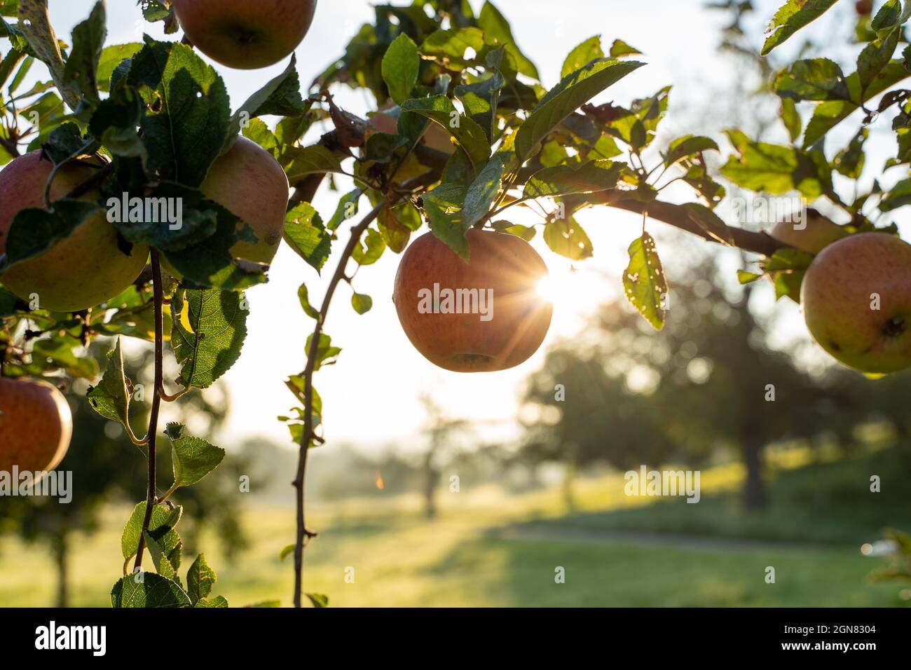 Sun crisp apples hi-res stock photography and images - Alamy