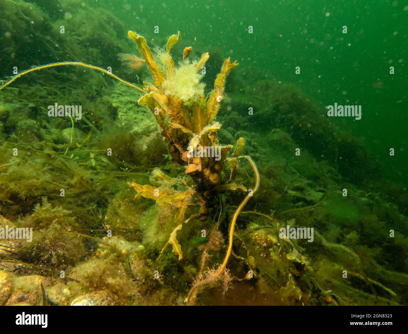 Rock is covered with names hi-res stock photography and images - Alamy