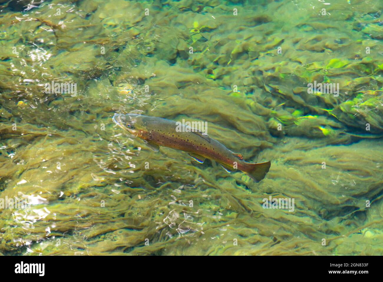 Rainbow trout river hi-res stock photography and images - Alamy