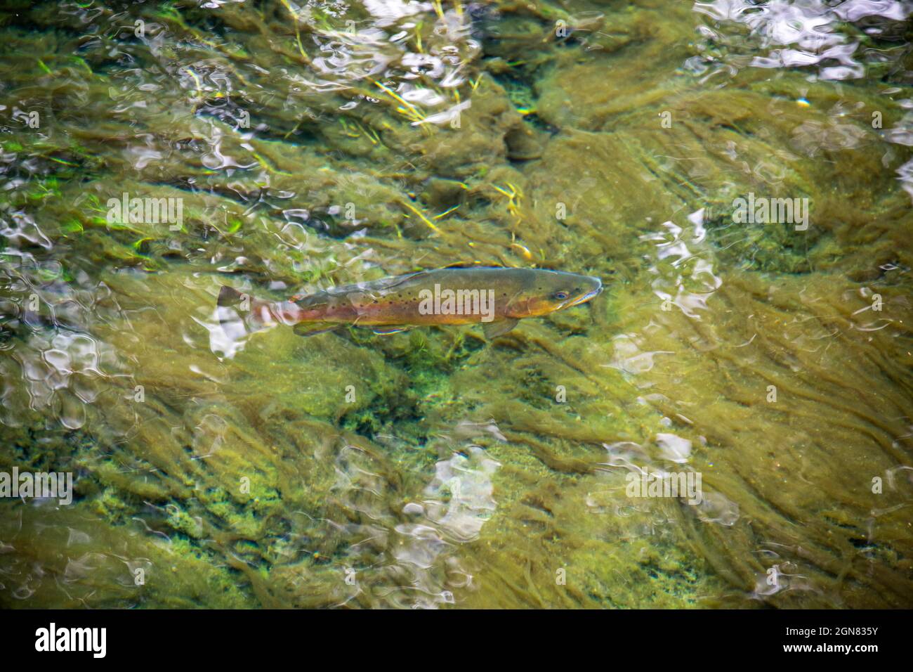 Rainbow Trout in the River Beze Burgundy France Stock Photo - Alamy