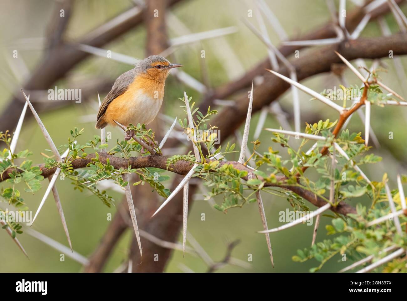 Northern Crombec - Sylvietta brachyura, beautiful colored warbler from ...