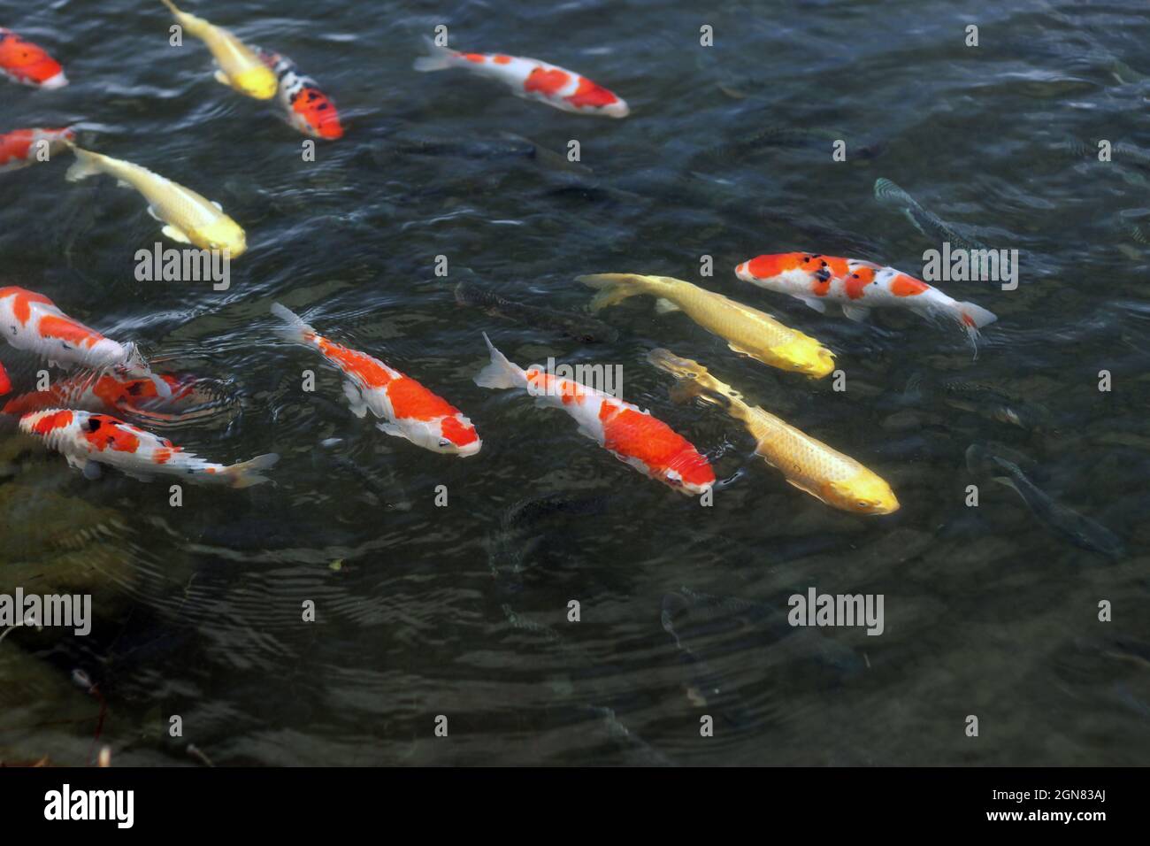 Colourful fish swimming hi-res stock photography and images - Alamy