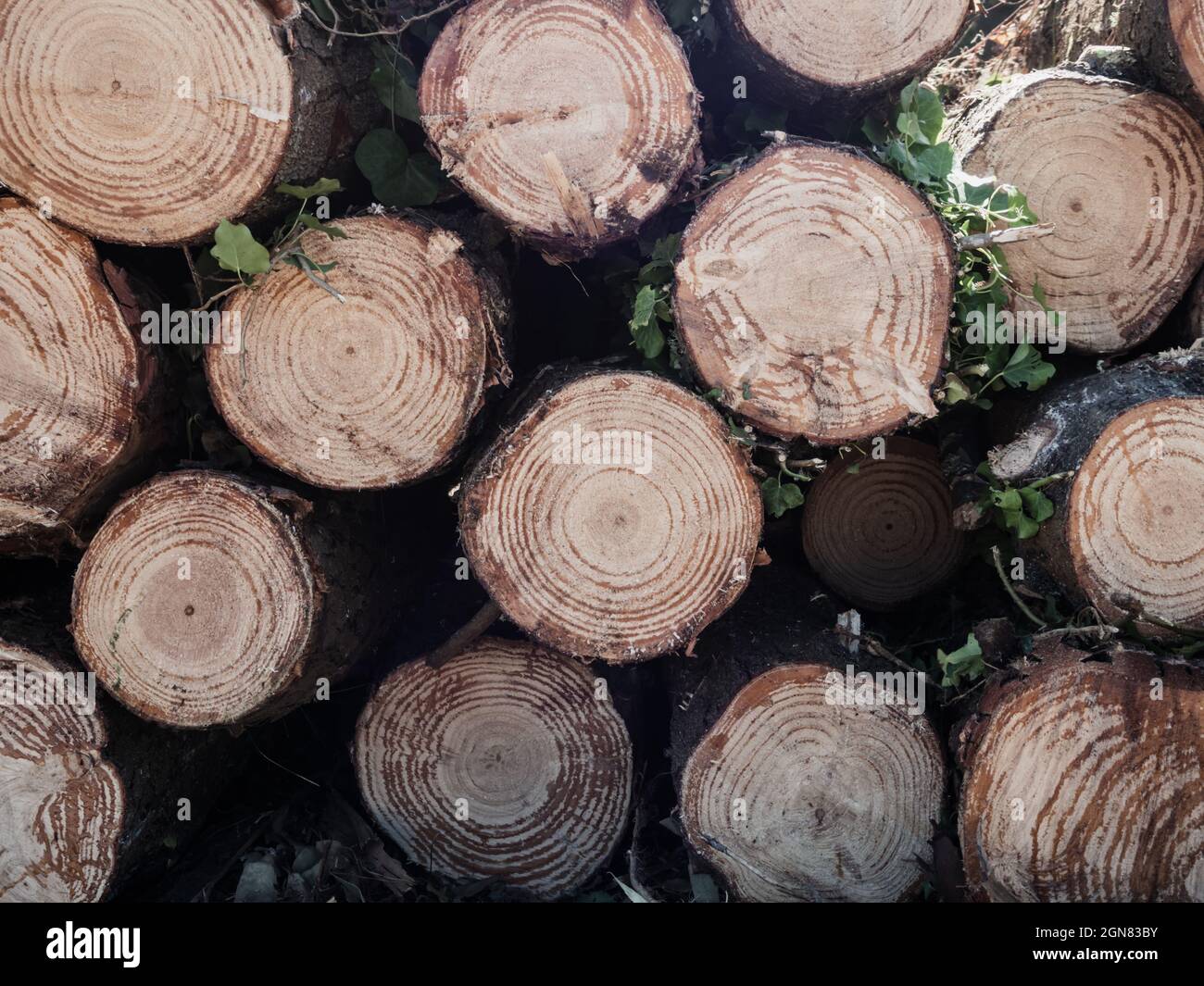 Stack of cut eucalyptus logs Stock Photo - Alamy
