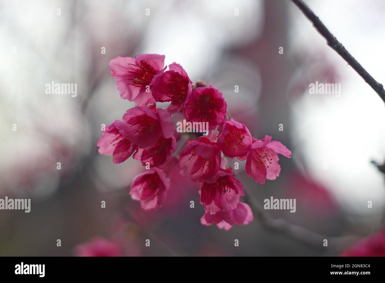 Pink Cherry Blossom Flowers blooming in Neiwan, Taiwan Stock Photo - Alamy
