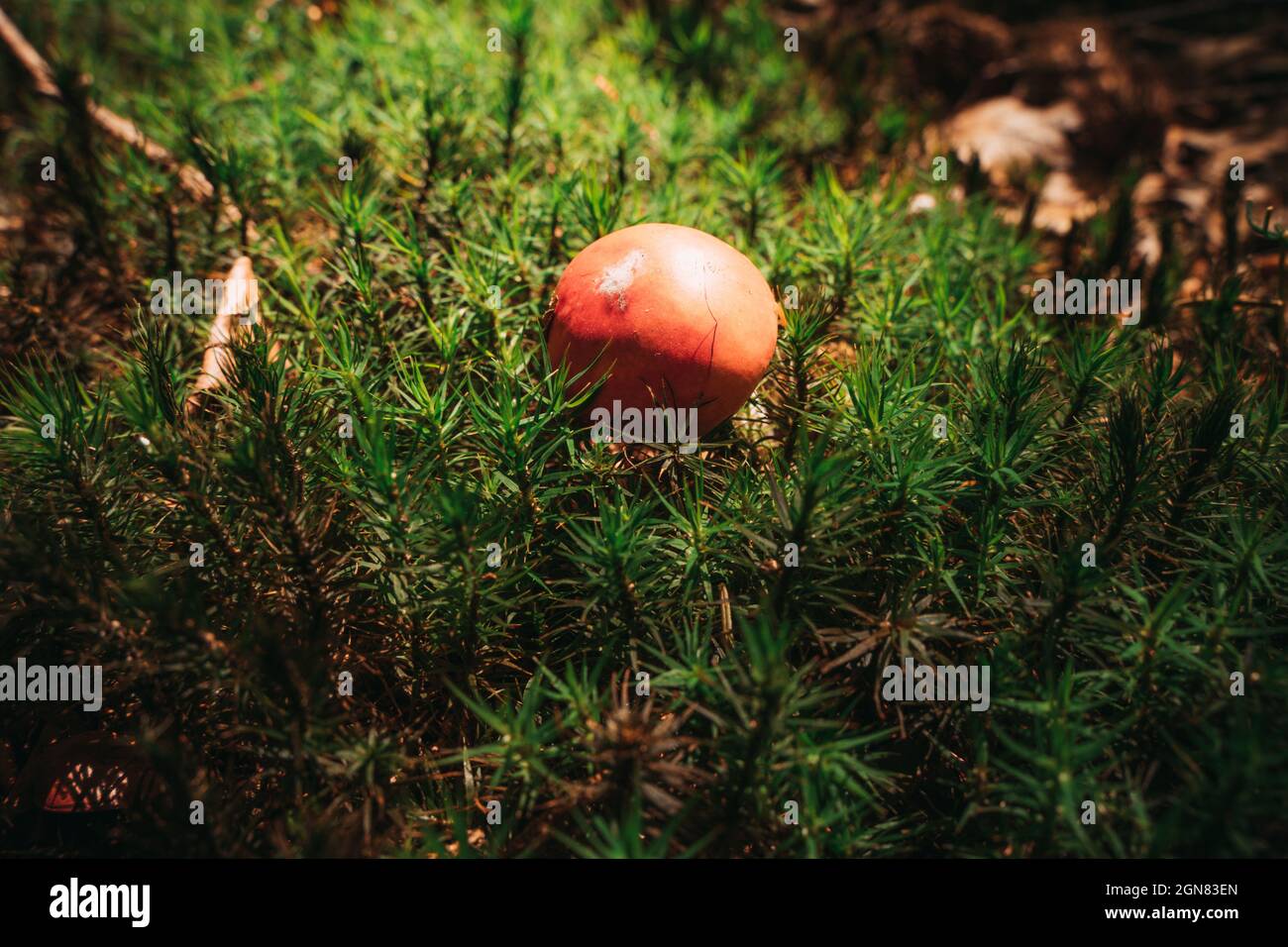 A small red toadstool among green moss Stock Photo - Alamy