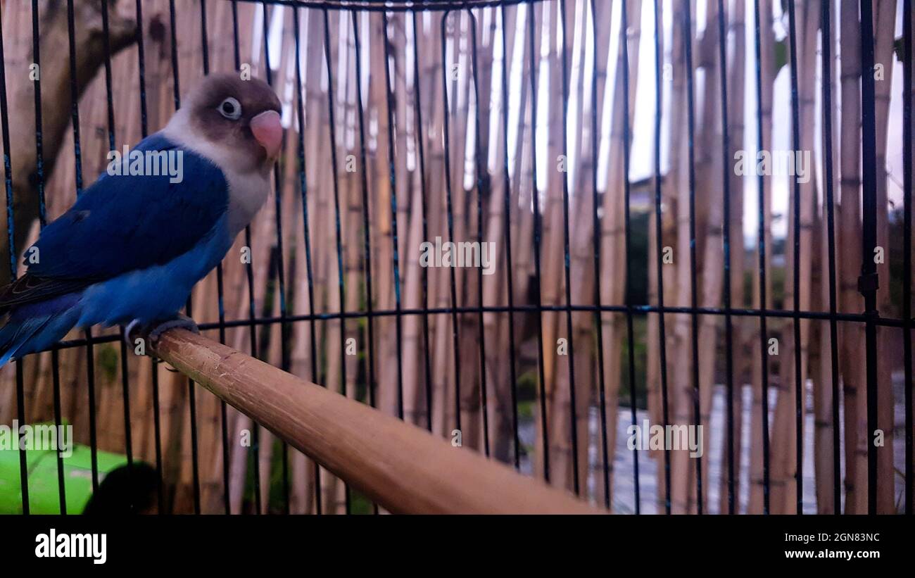 Selective of a blue lovebird (Agapornis personatus) parrot in a cage ...