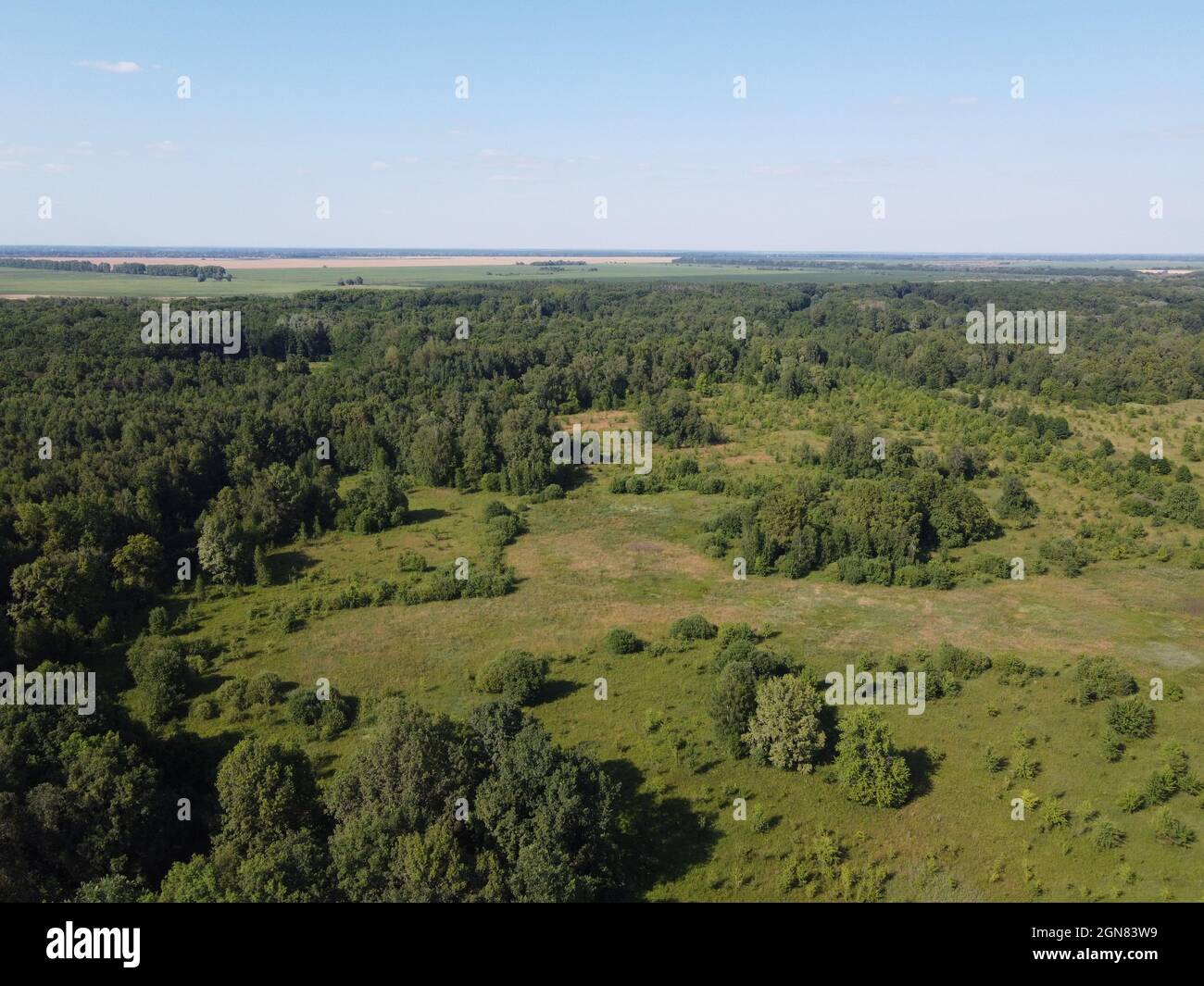 Small green grove, aerial view. Trees in a young forest, landscape ...