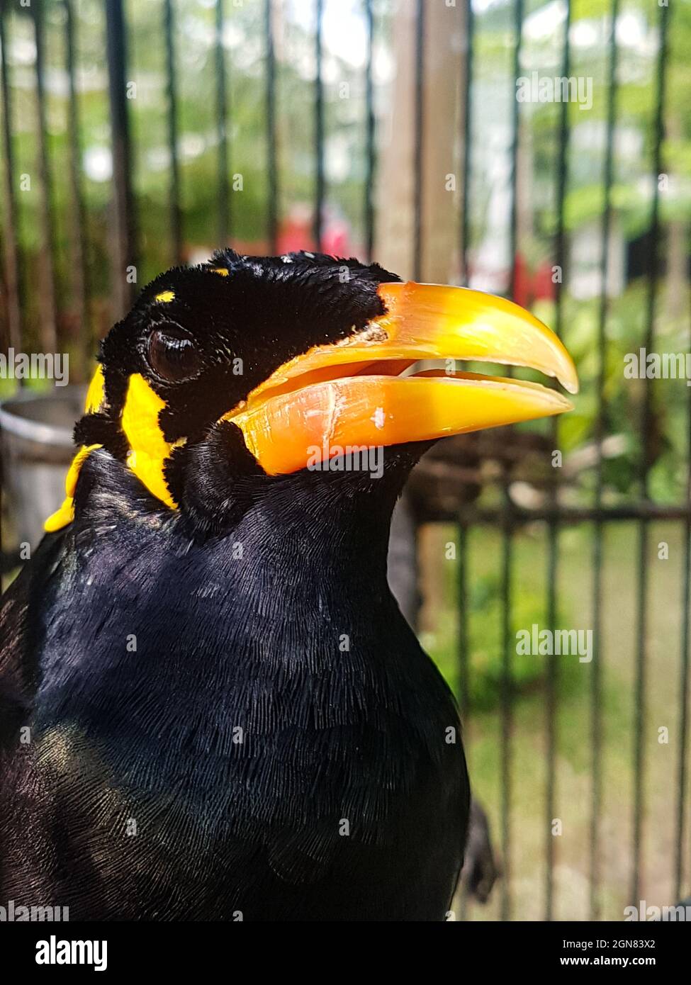 Selective closeup of a Myna talking bird in a cage in a zoo Stock Photo ...