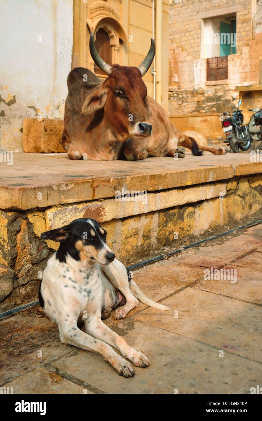 Indian cow resting in the street Stock Photo - Alamy