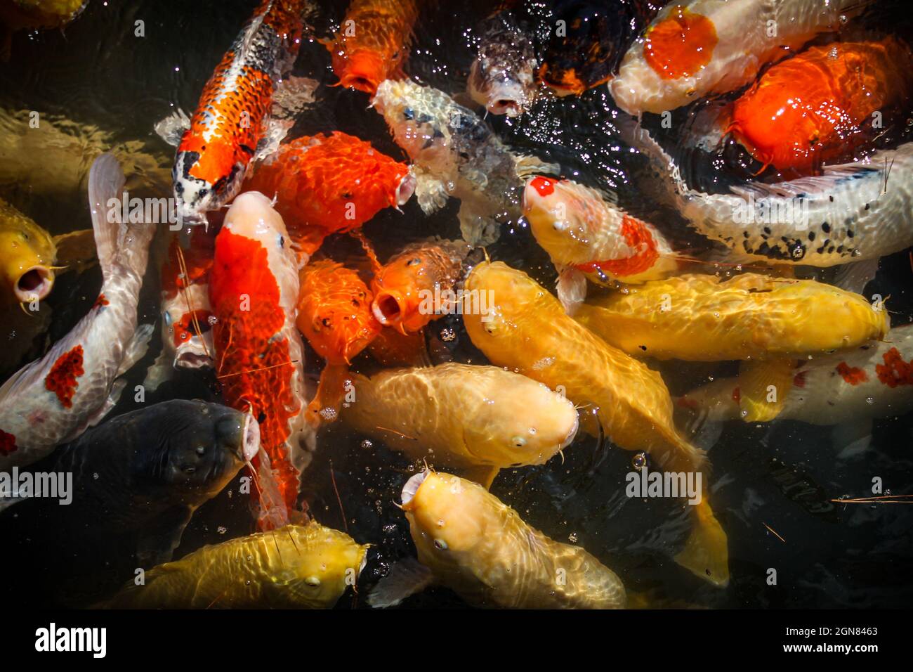 School of Japanese koi on a pond Stock Photo - Alamy