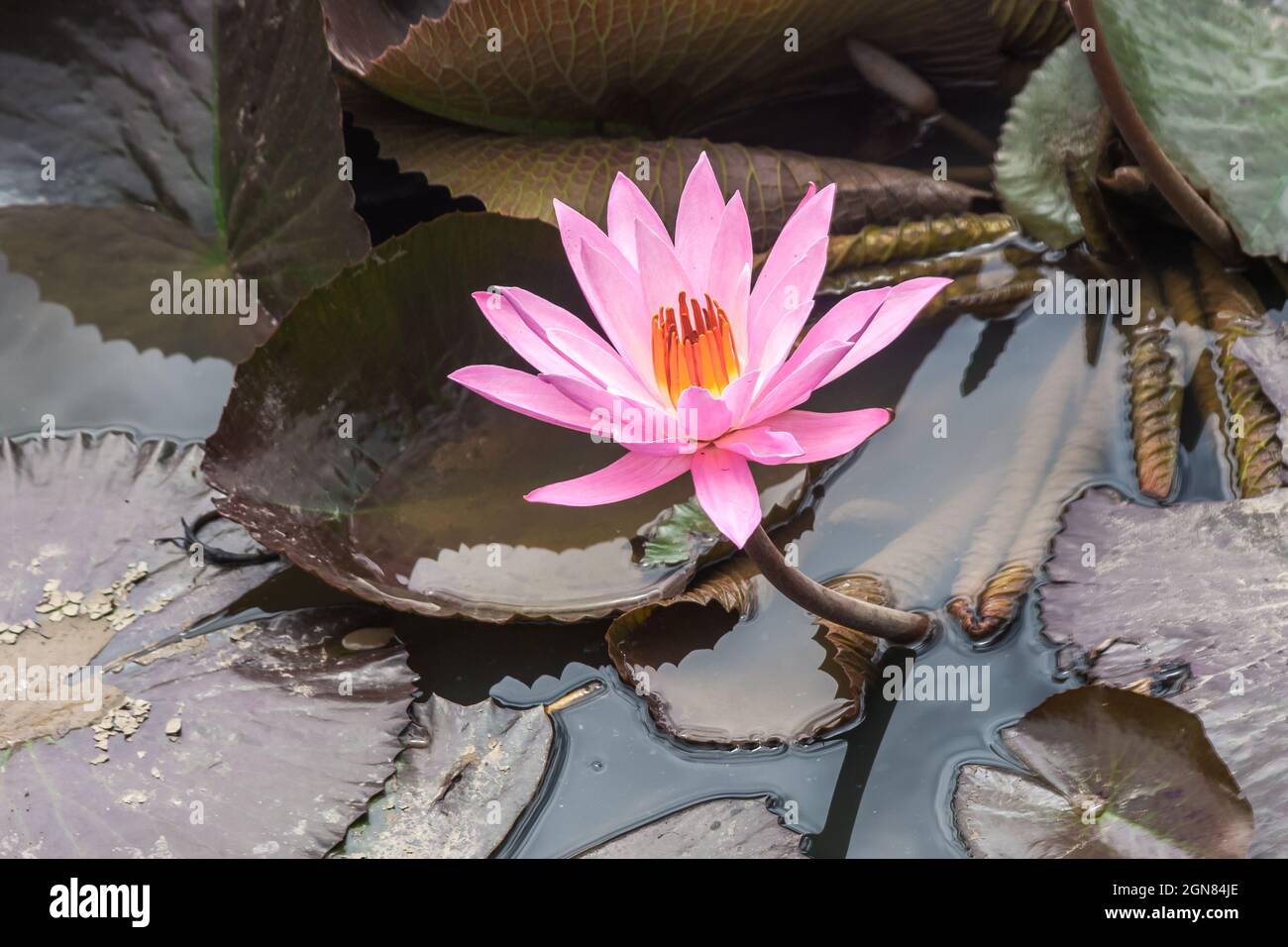 Big pink lily close up hi-res stock photography and images - Alamy