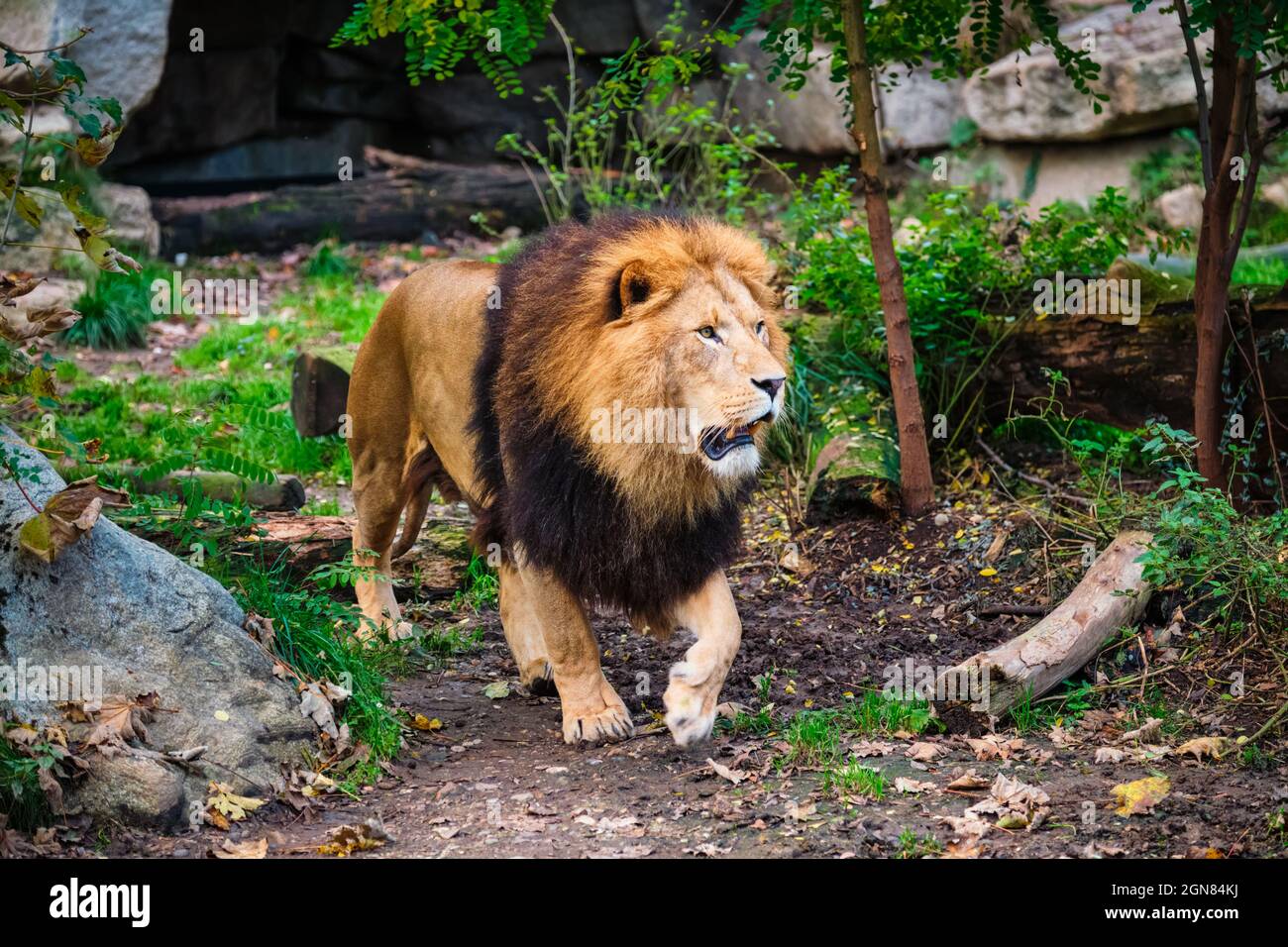 Real Jungle Animals Lion