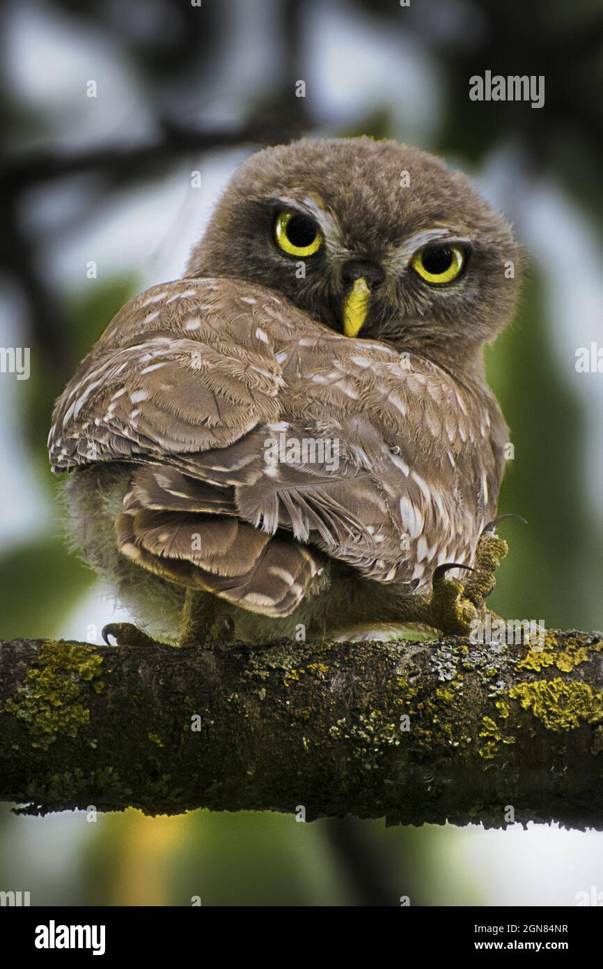 Rabbit owl hi-res stock photography and images - Alamy