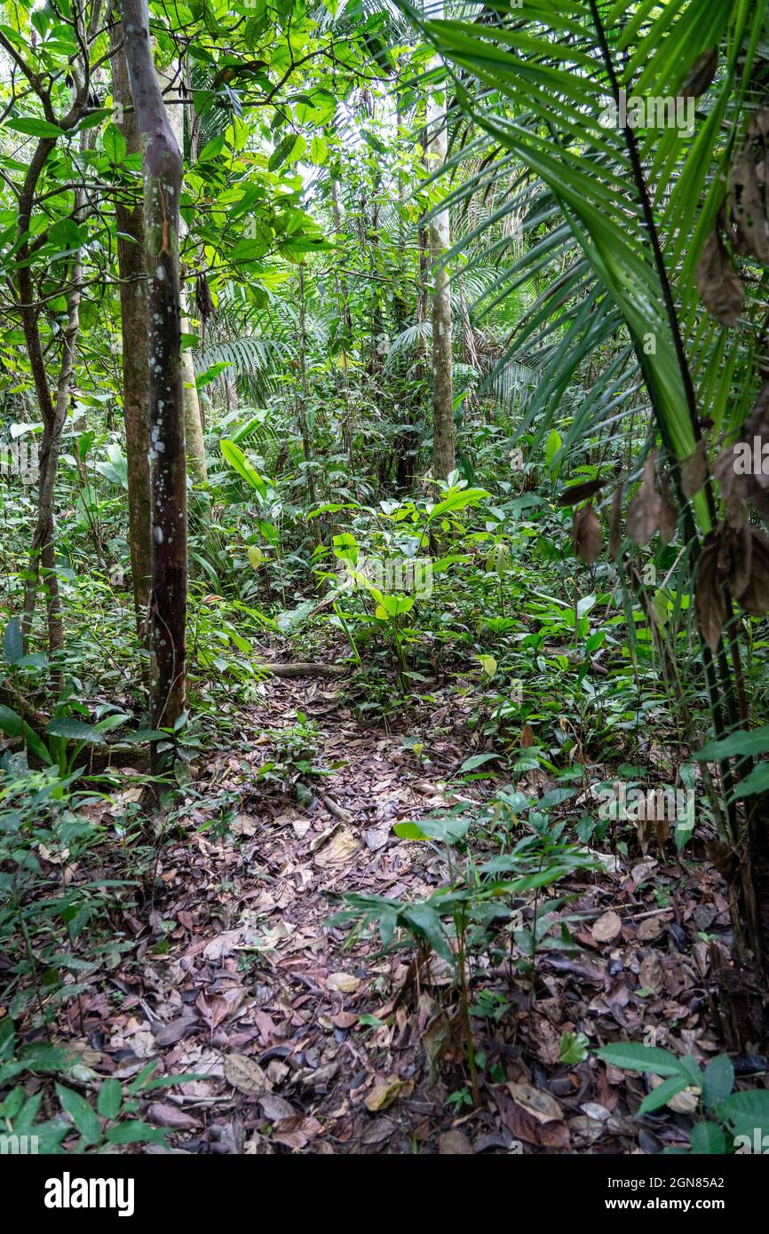 Peruvian Amazon rainforest Stock Photo - Alamy